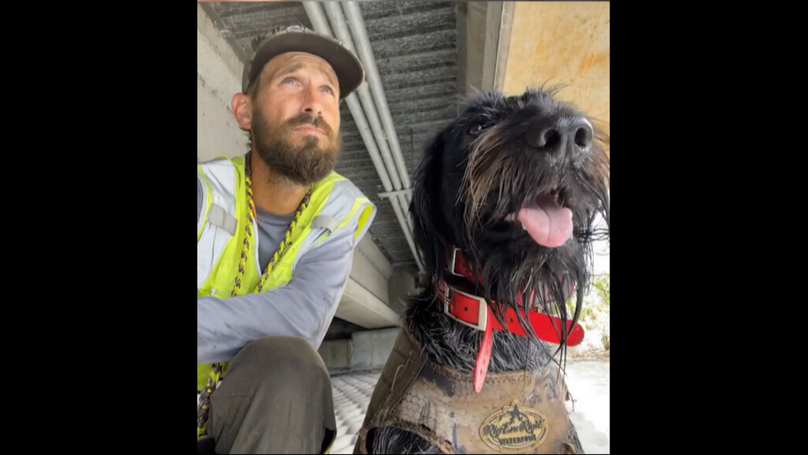 Dog famous for tracking pythons in Florida dies in hunting accident ...