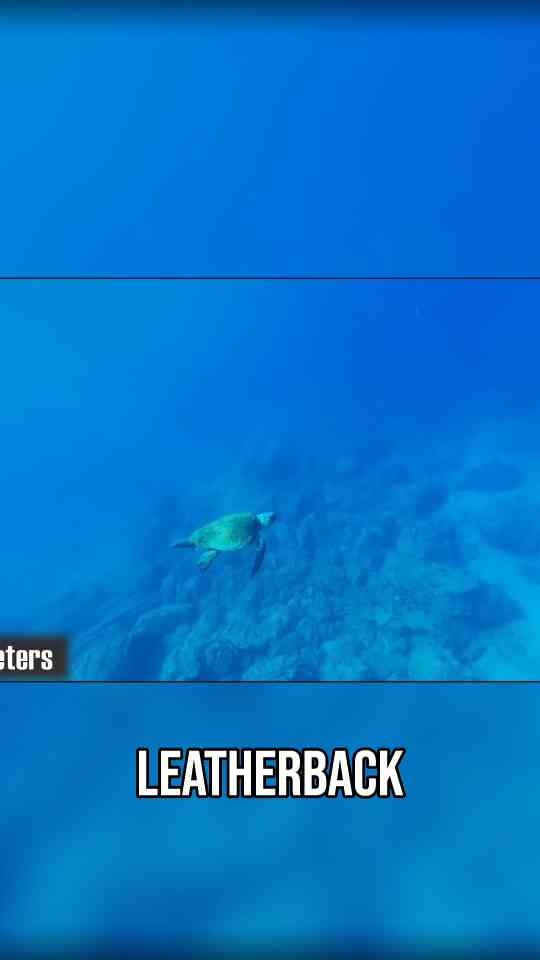 Deep Sea Horrors - Terrifying Creatures of the Abyss