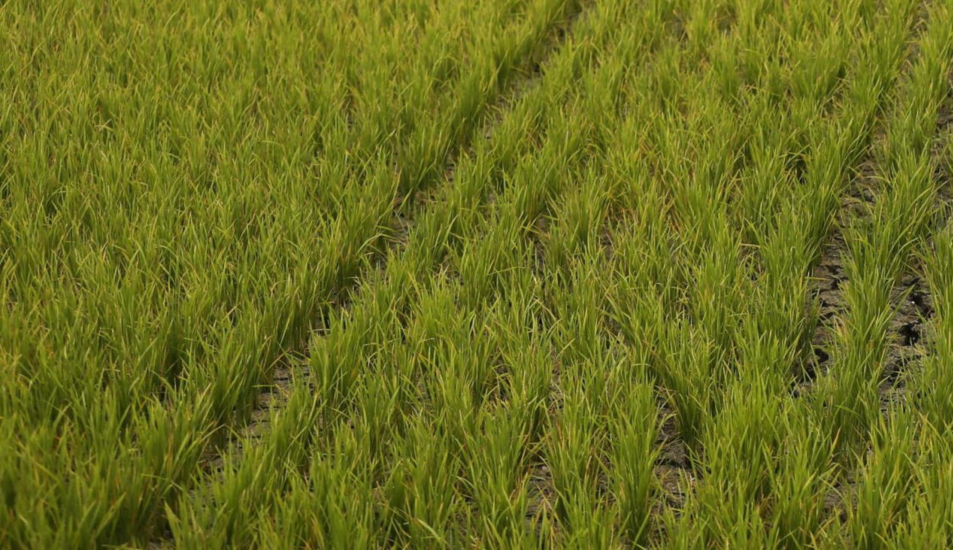 Moon-Rice, nasce in Italia il riso per le future basi spaziali