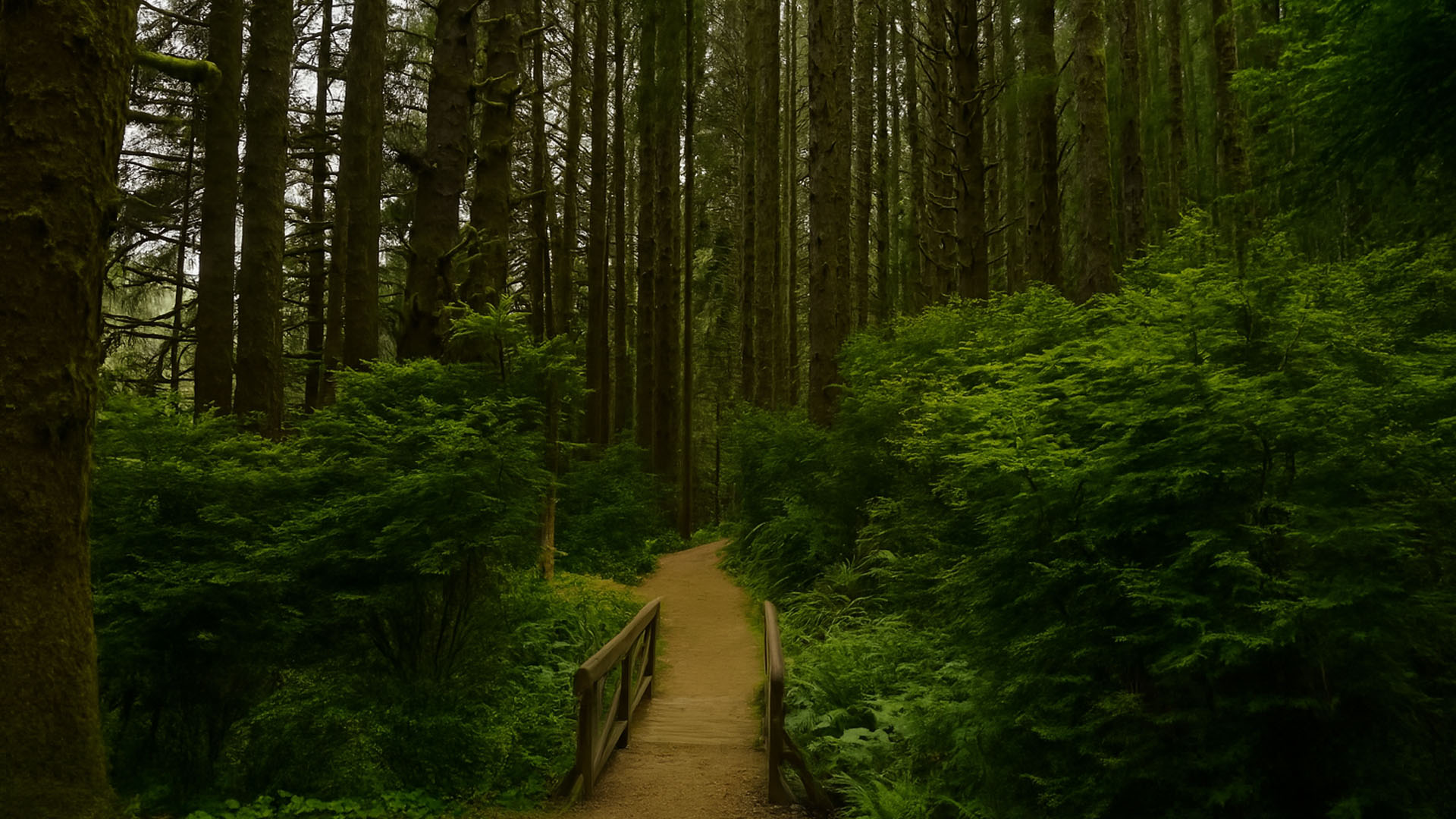 Redwood National Park Hike – James Irvine Trail to Fern Canyon (4K)