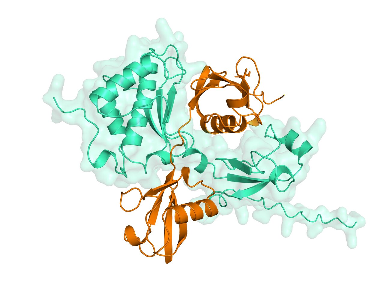 How cells repair toxic DNA damage linked to cancer and premature aging