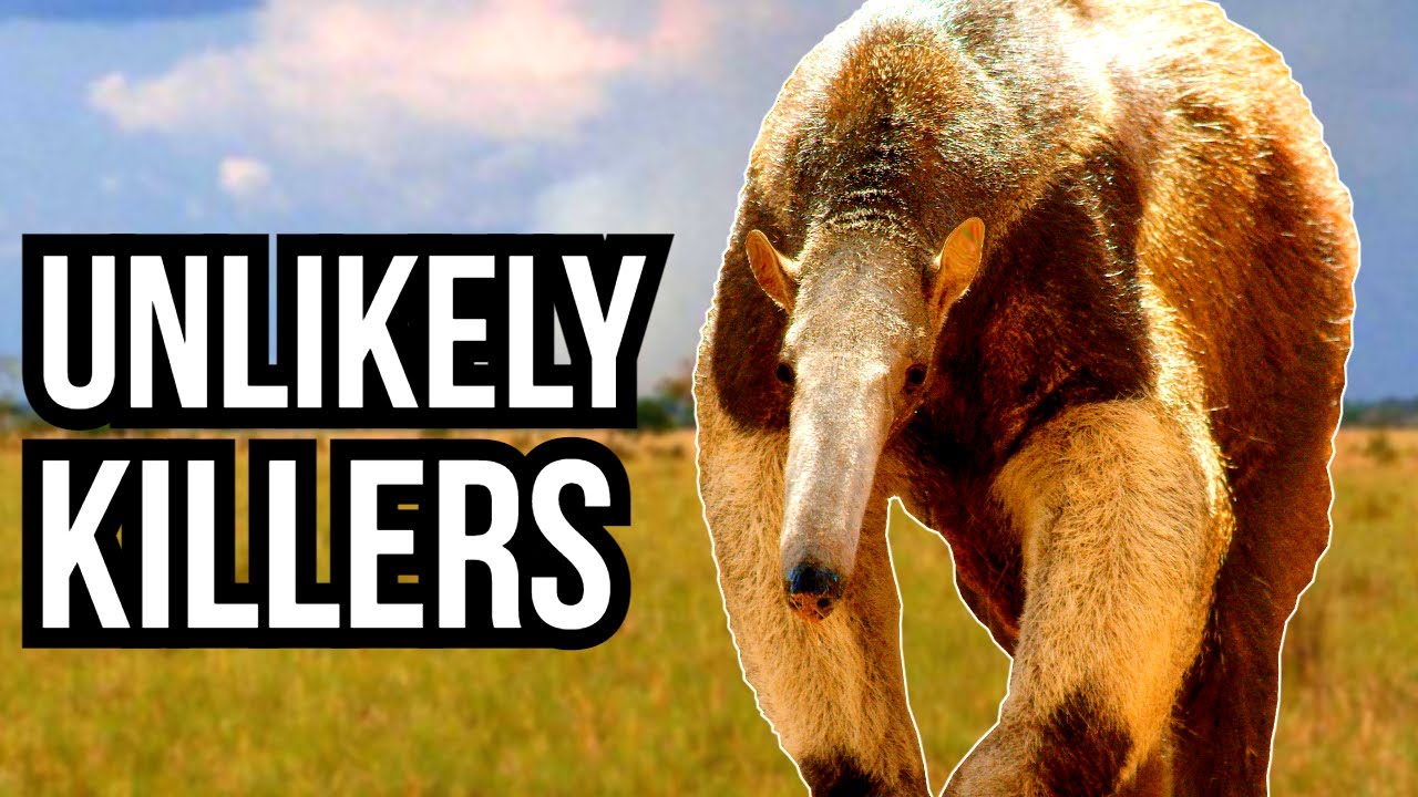 3 ‘Friendly’ Animals That Turned Out to Be Killers