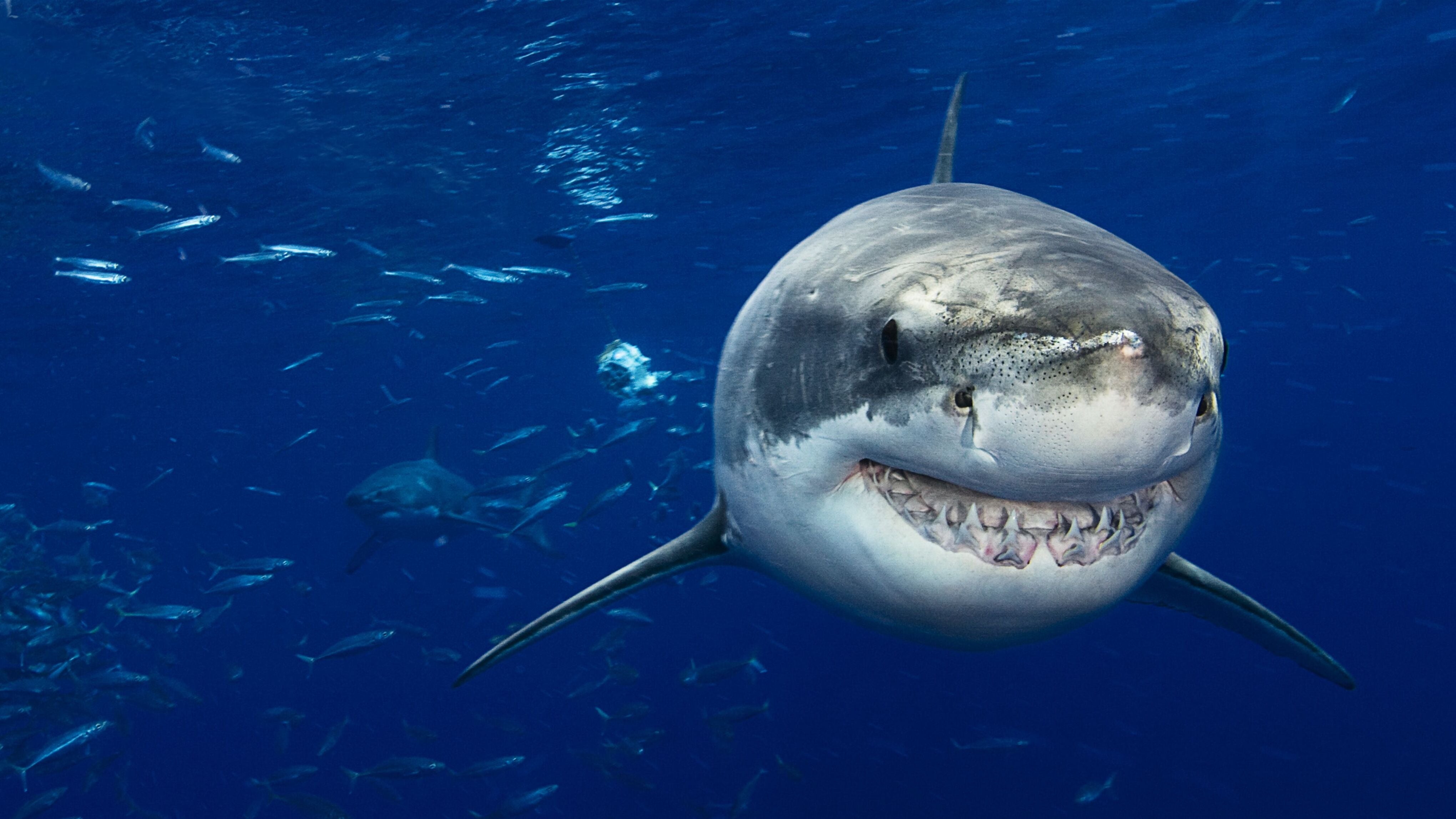 Weather.com's Week-Long Exploration Of Sharks, From Their Forecasting ...