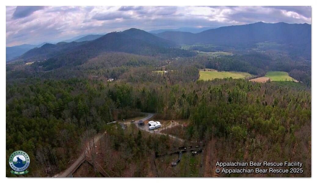 Appalachian Bear Rescue, Tennessee wildlife agency to make joint ...