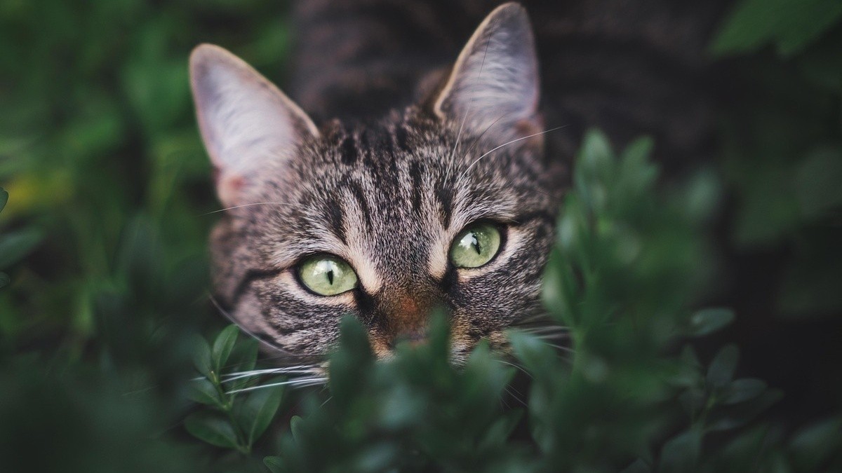8 signs of dehydration in your cat that you should address now