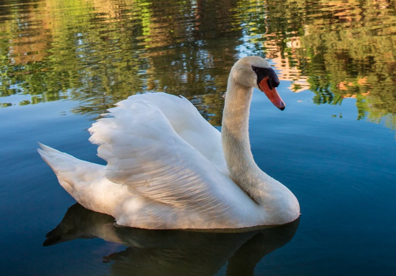 UNR exploring bringing new swans to Manzanita Lake