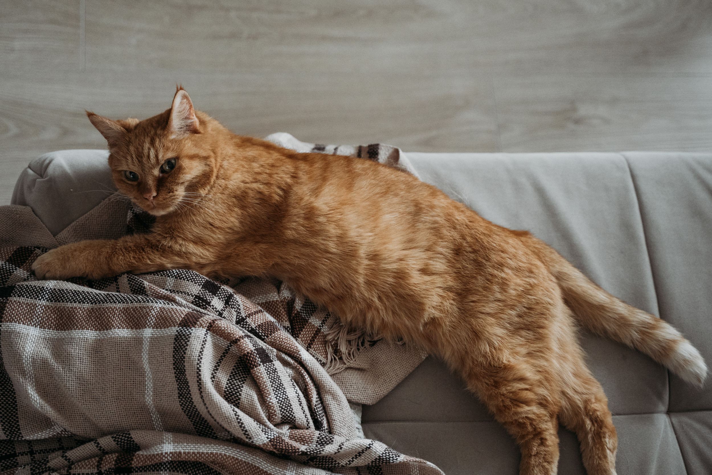 Rescue cat won't let go of one thing after adoption, viewers obsessed