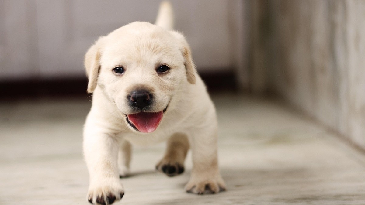 8 dog breeds ideal for baby boomers