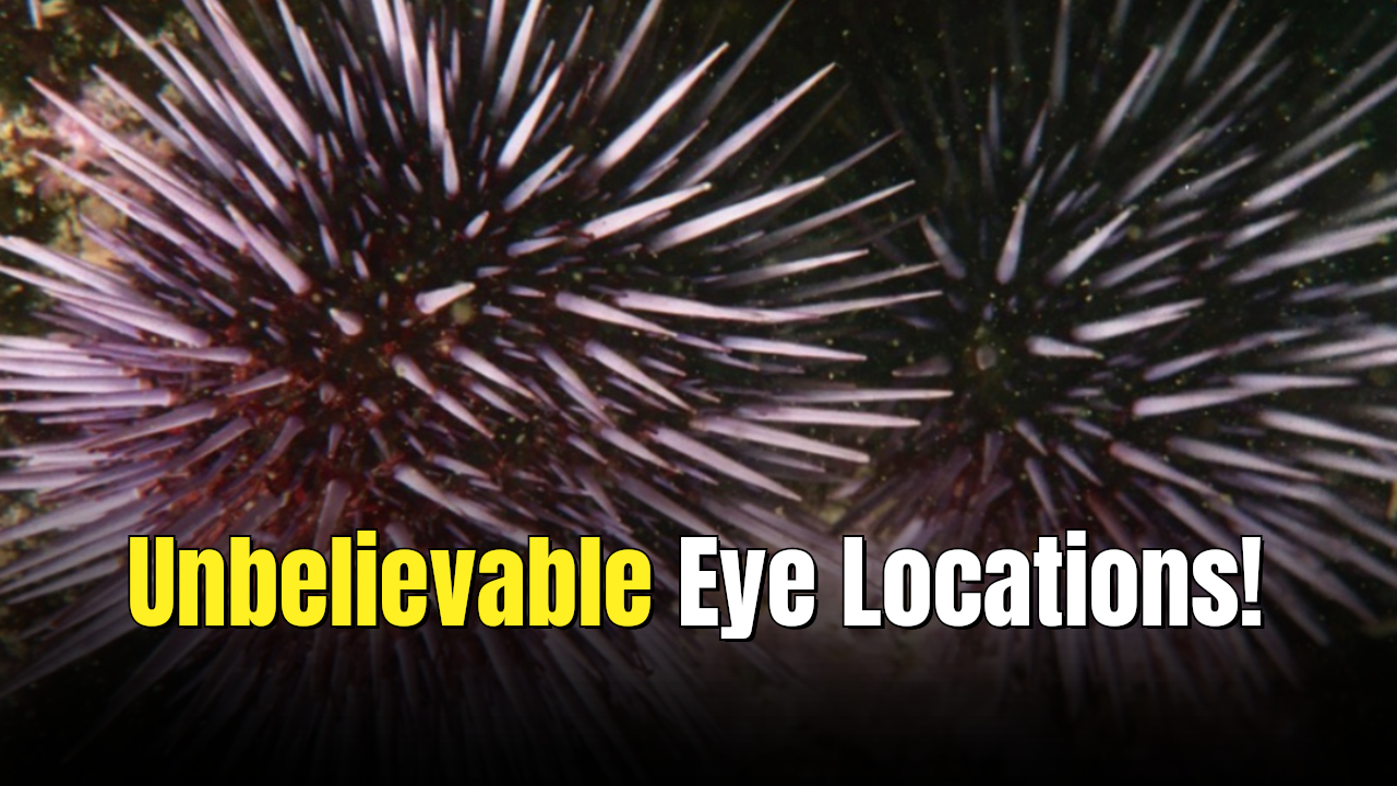 These 7 Animals Have Eyes Where You'd Least Expect Them