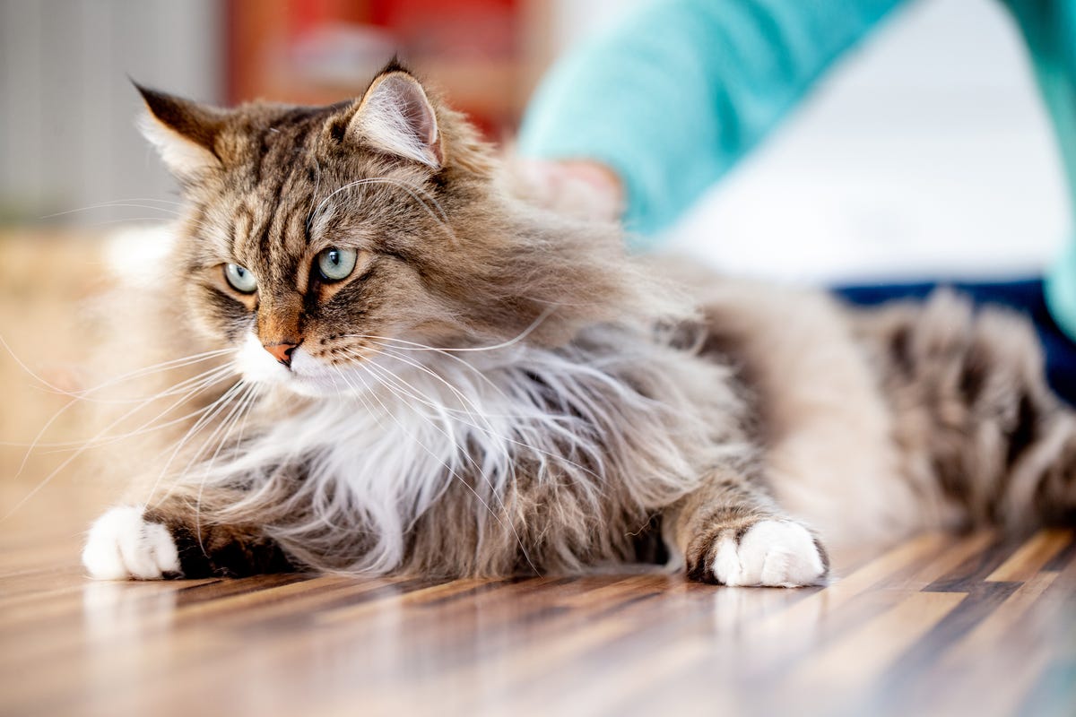 Love Cats but Have Allergies? These Breeds Might Work for You