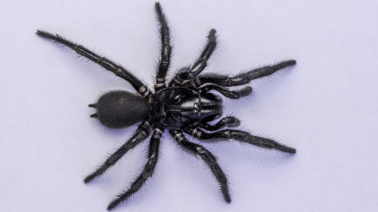 The 'World's Deadliest Spider' Is Only Found In One Country In The World