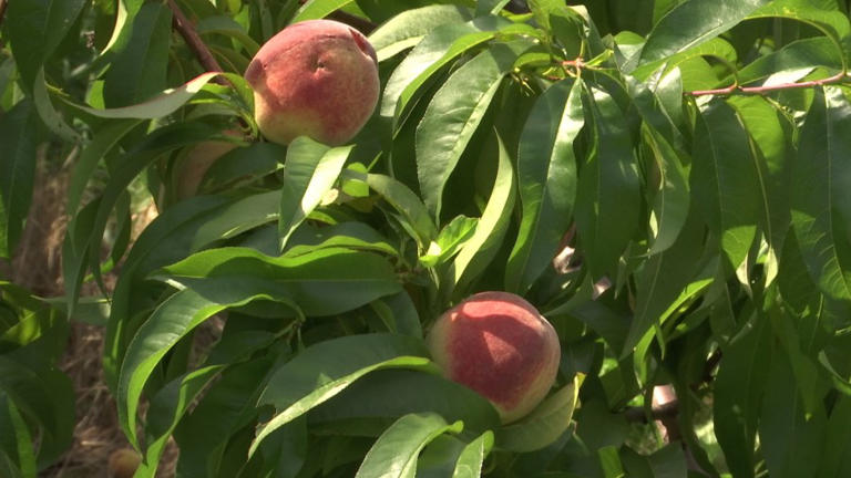 Pick peaches at these farms in western Massachusetts