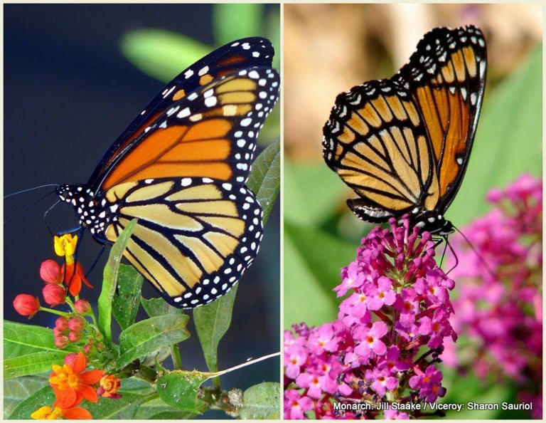 Viceroy Butterfly vs Monarch: How to Tell the Difference