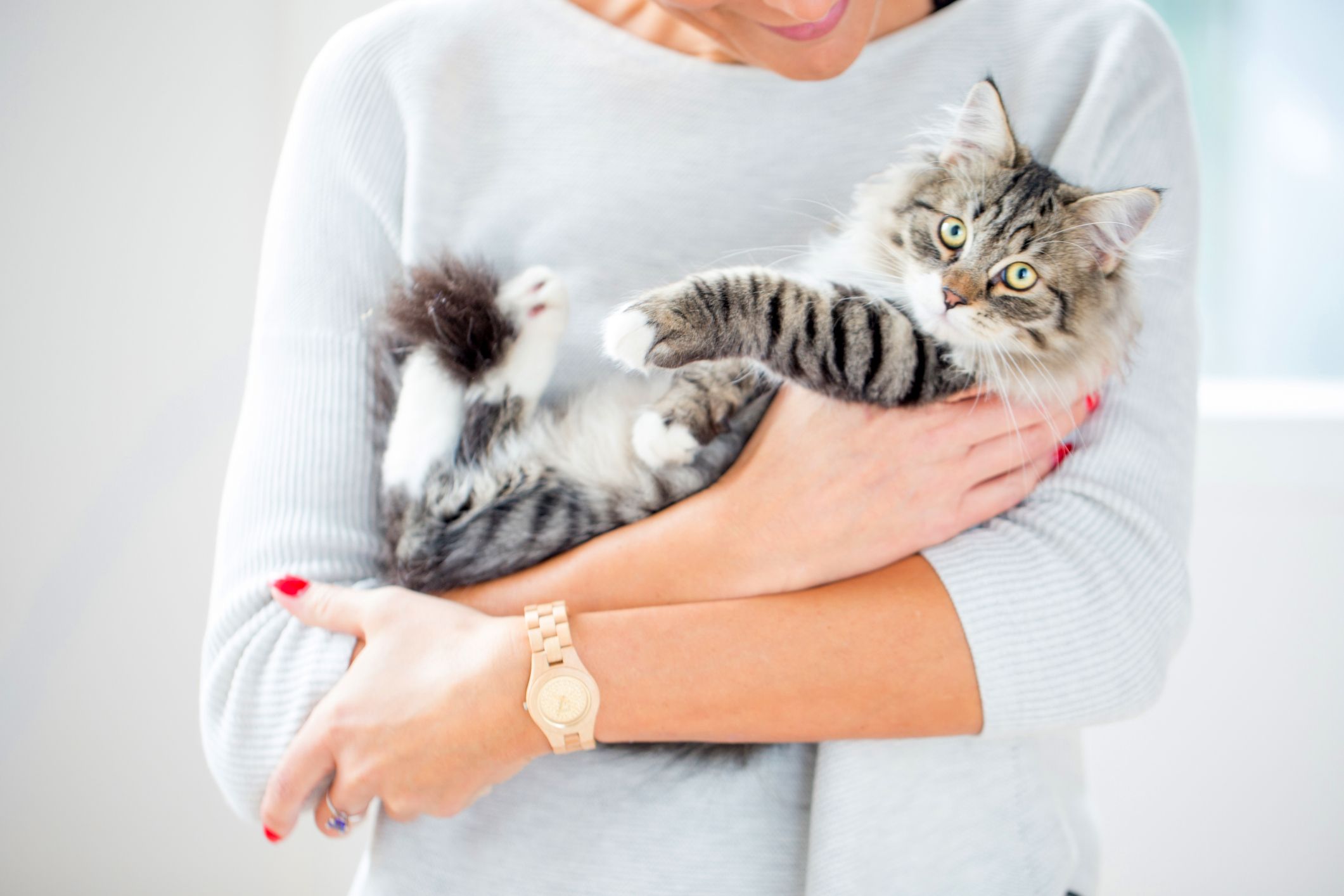 Love Cats but Have Allergies? These Breeds Might Work for You