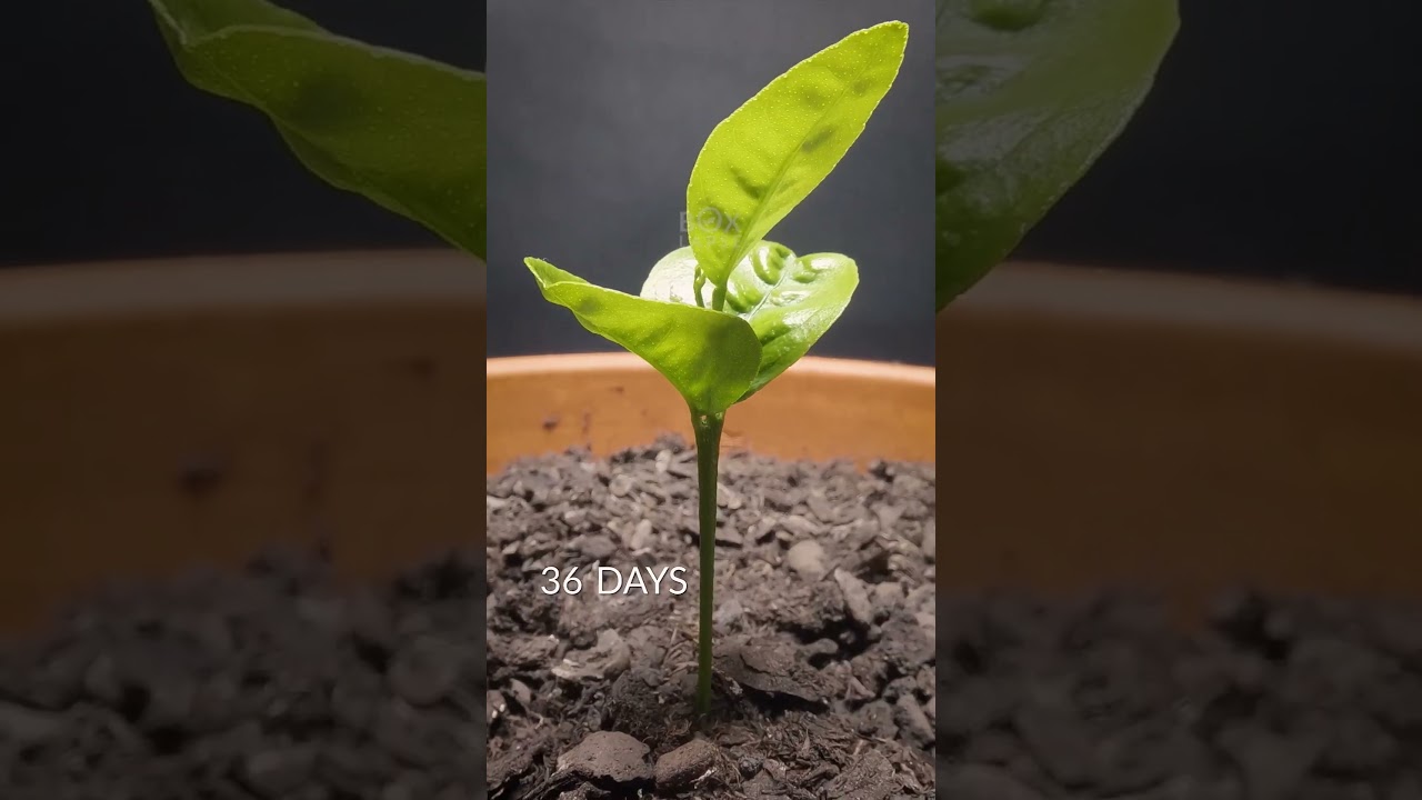 Mandarin Tree Timelapse 144 days