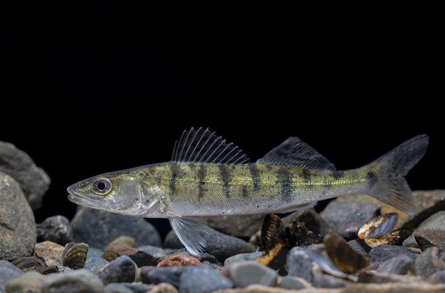 Roanoke Logperch to be removed from Endangered Species List thanks to ...