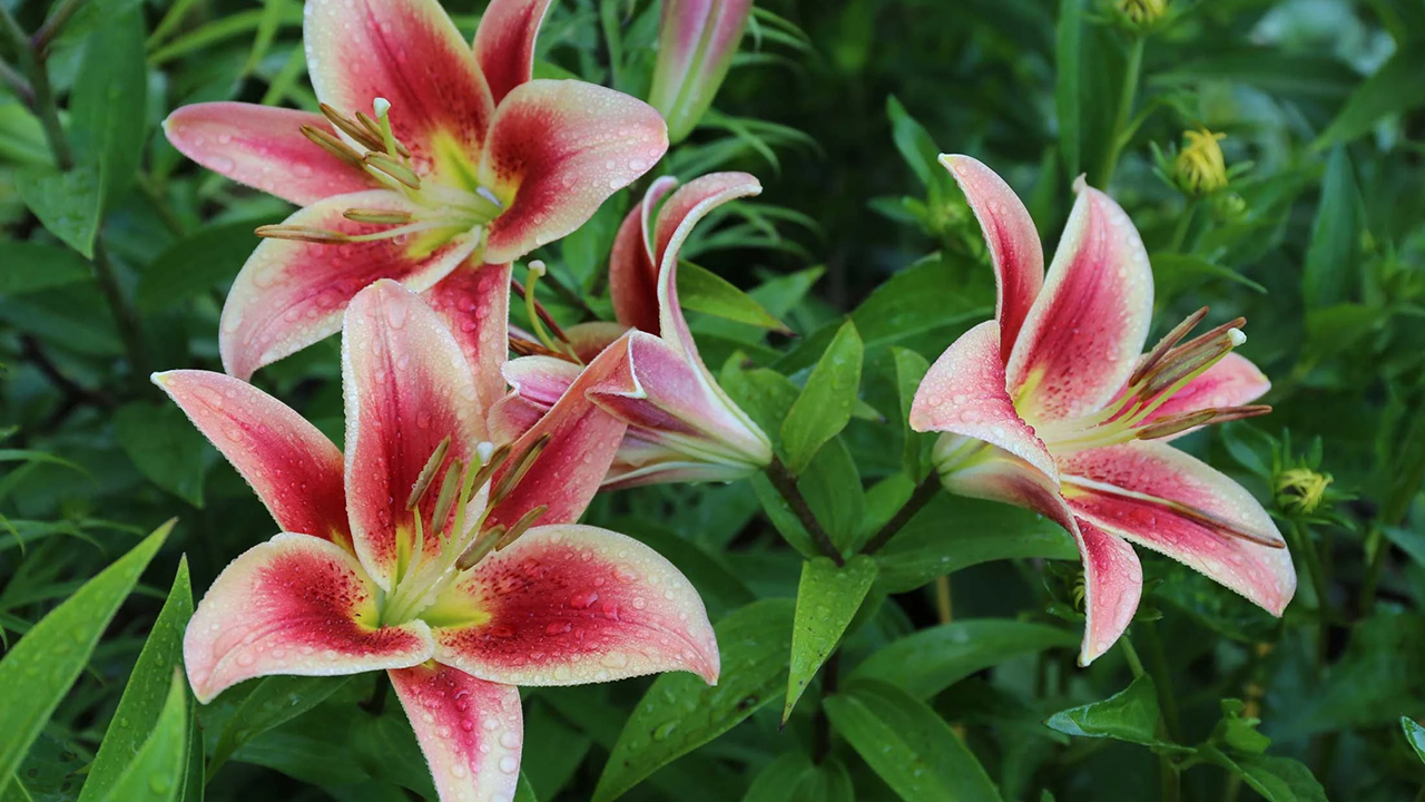 Gardening Mistakes To Avoid While Growing Lilies