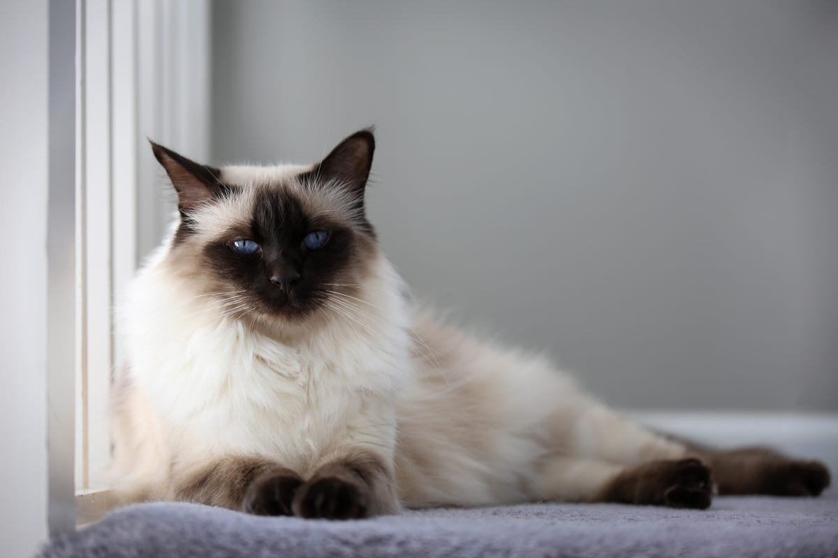 Love Cats but Have Allergies? These Breeds Might Work for You