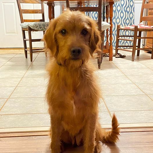 Step-by-Step: What to do when your dog has run off with a printable ...