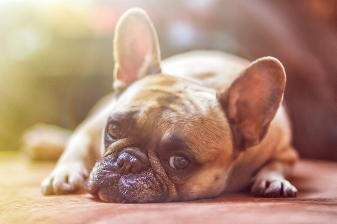 Dogs are helping people regulate stress even more than expected ...