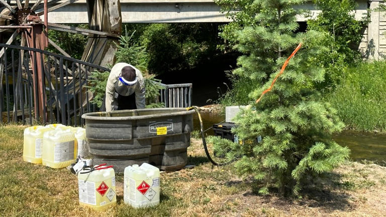 $2.1M from feds to protect Grand River from sea lamprey