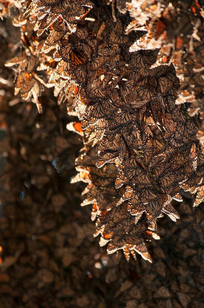 Monarch Butterfly Migration Is Simply Magical