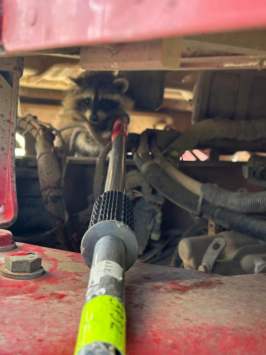 Photos: Baby raccoon rescued from truck’s engine compartment