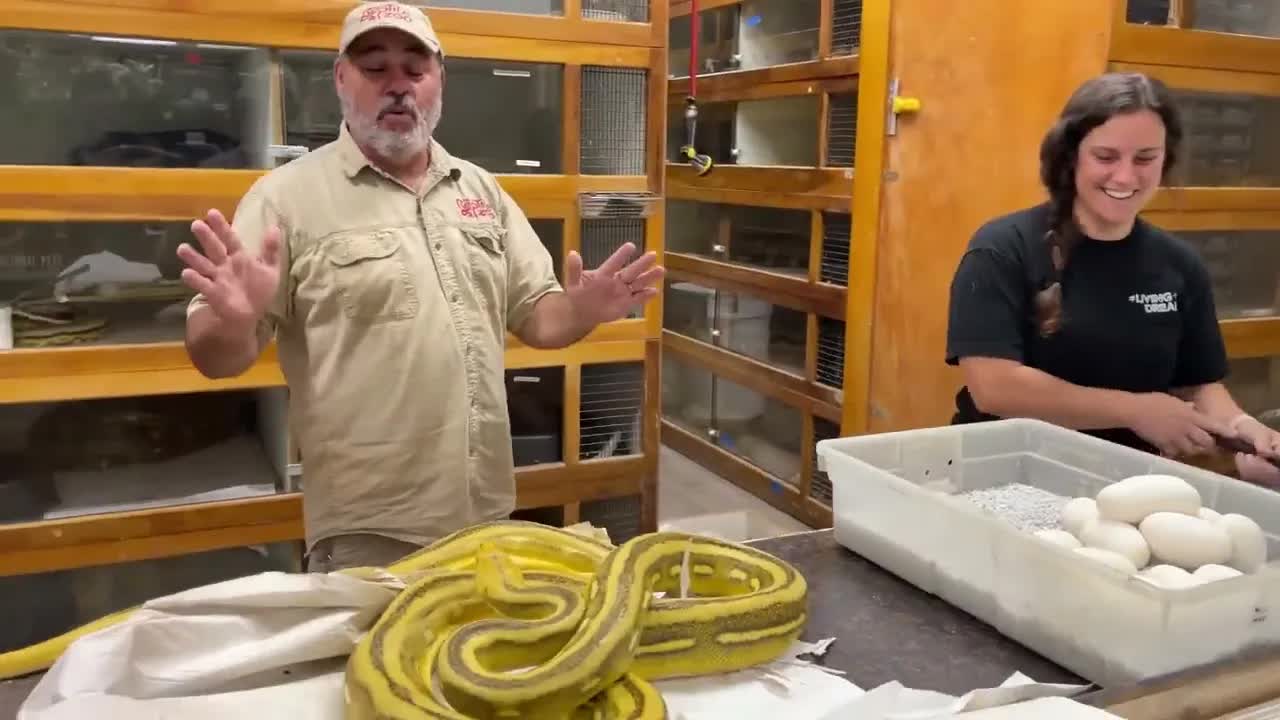 Angry momma snake and giant eggs