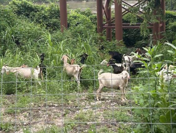 Goats return to graze at Kansas City’s Berkley Riverfront, but focus on ...