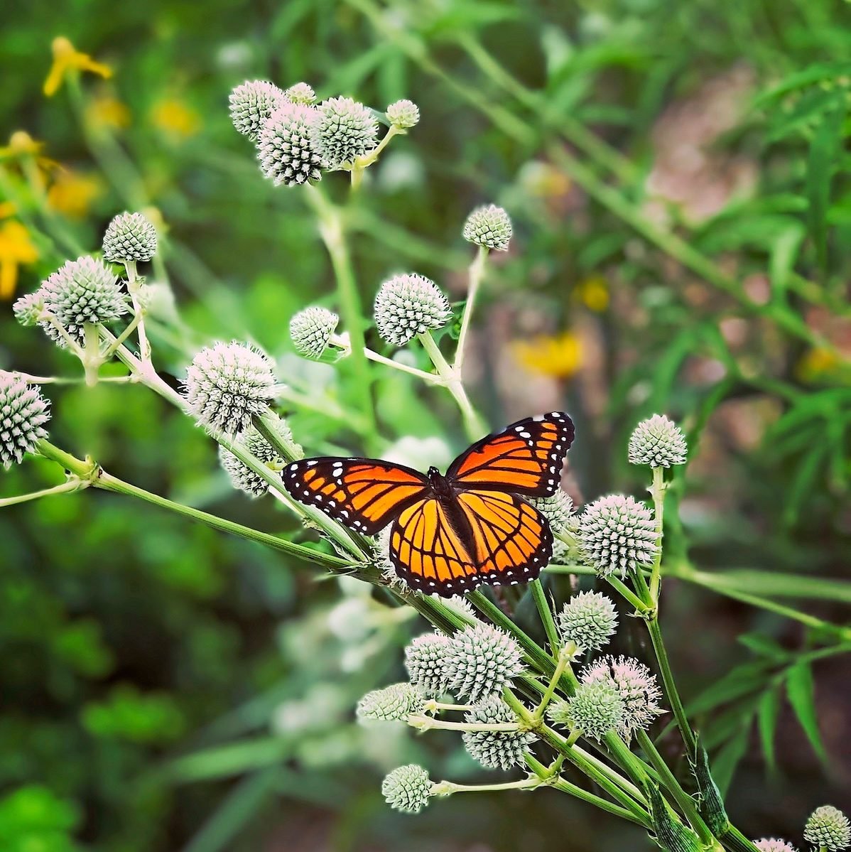 Viceroy Butterfly vs Monarch: How to Tell the Difference