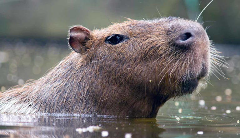 6 Facts About Keeping Capybaras as Pets