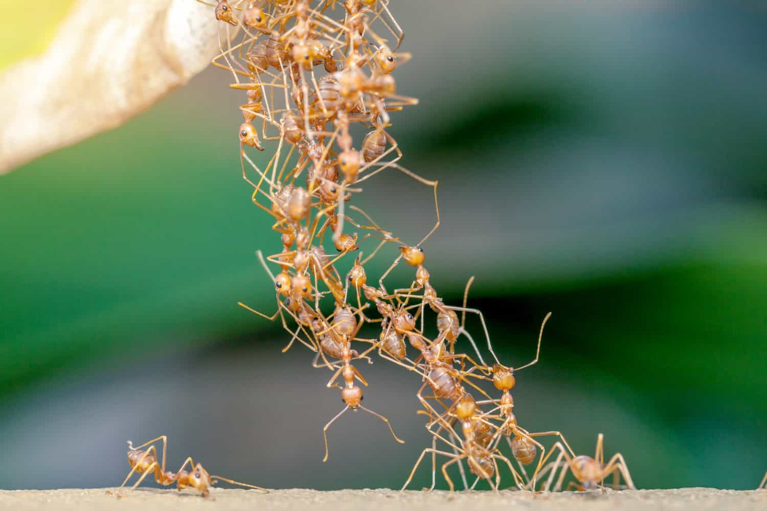 These Ants Can Consume Up to 500,000 Prey Per Day