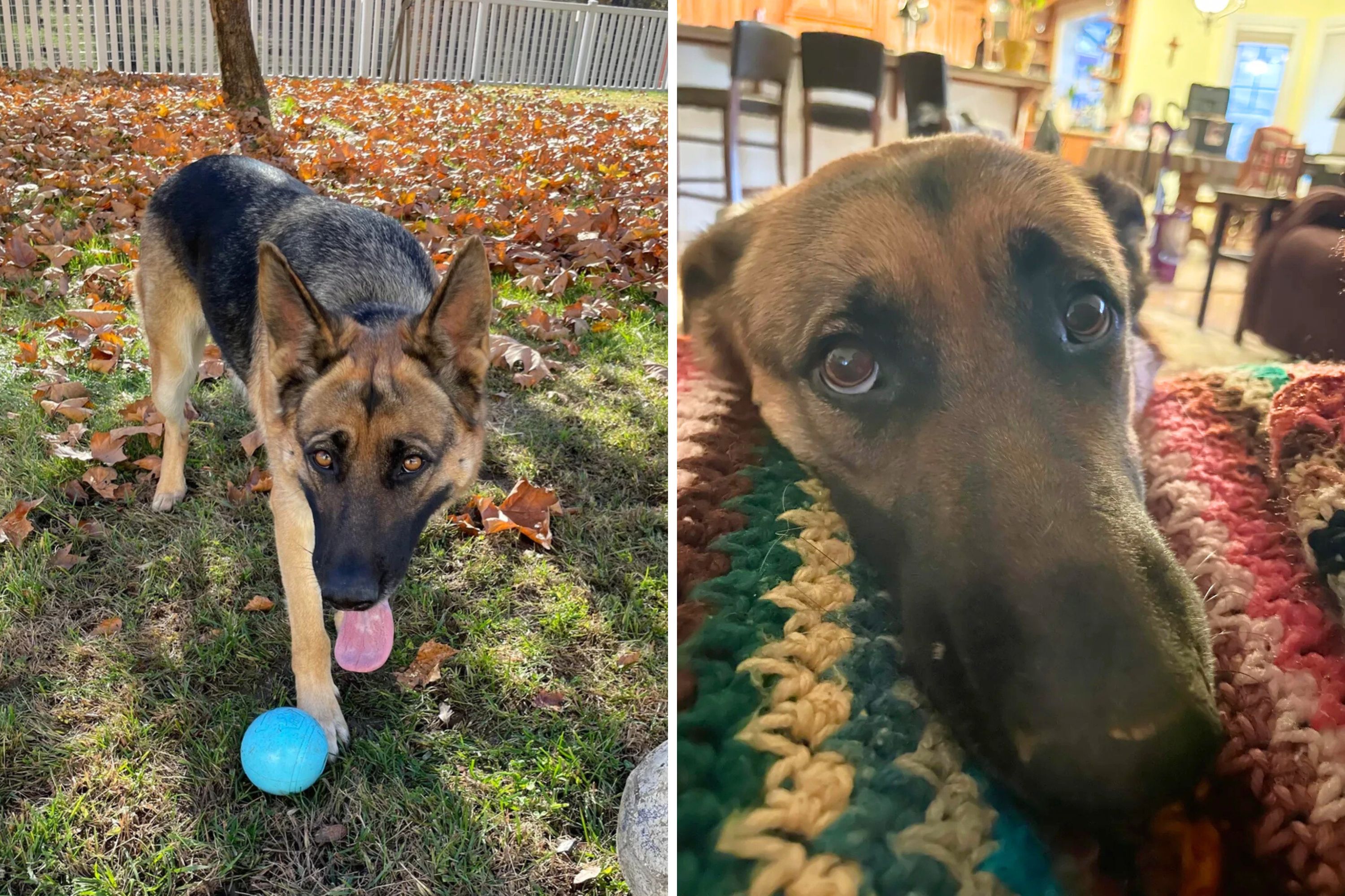 Woman rescues a "scary" German shepherd—then notices a shift in strangers