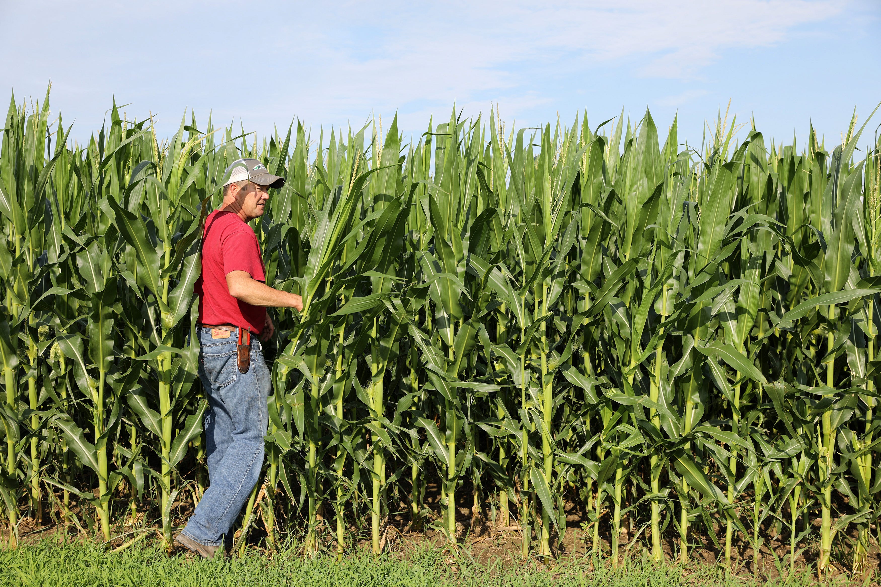 'Corn sweat' will add to punishing heat, humidity in Midwest this week.