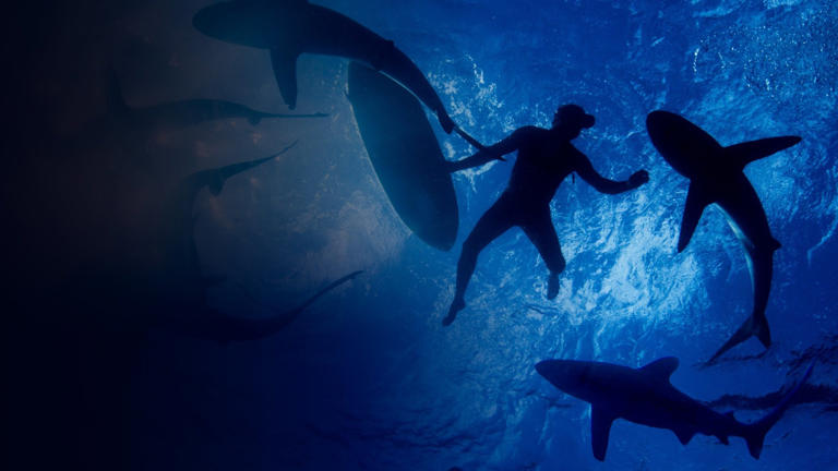 Seven thrilling shows to sink into for Shark Week