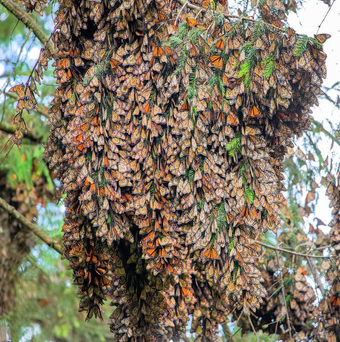 Monarch Butterfly Migration Is Simply Magical