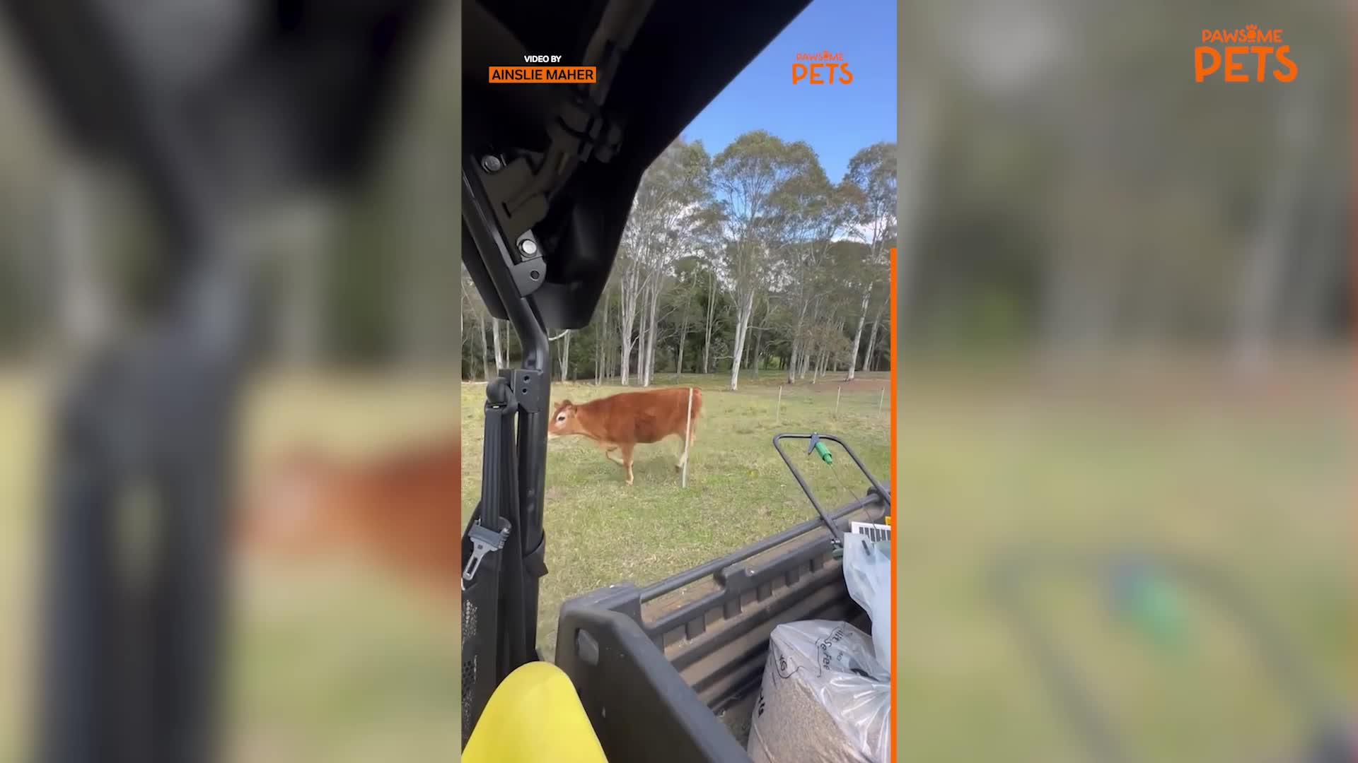 Cows Showcase Football Skills