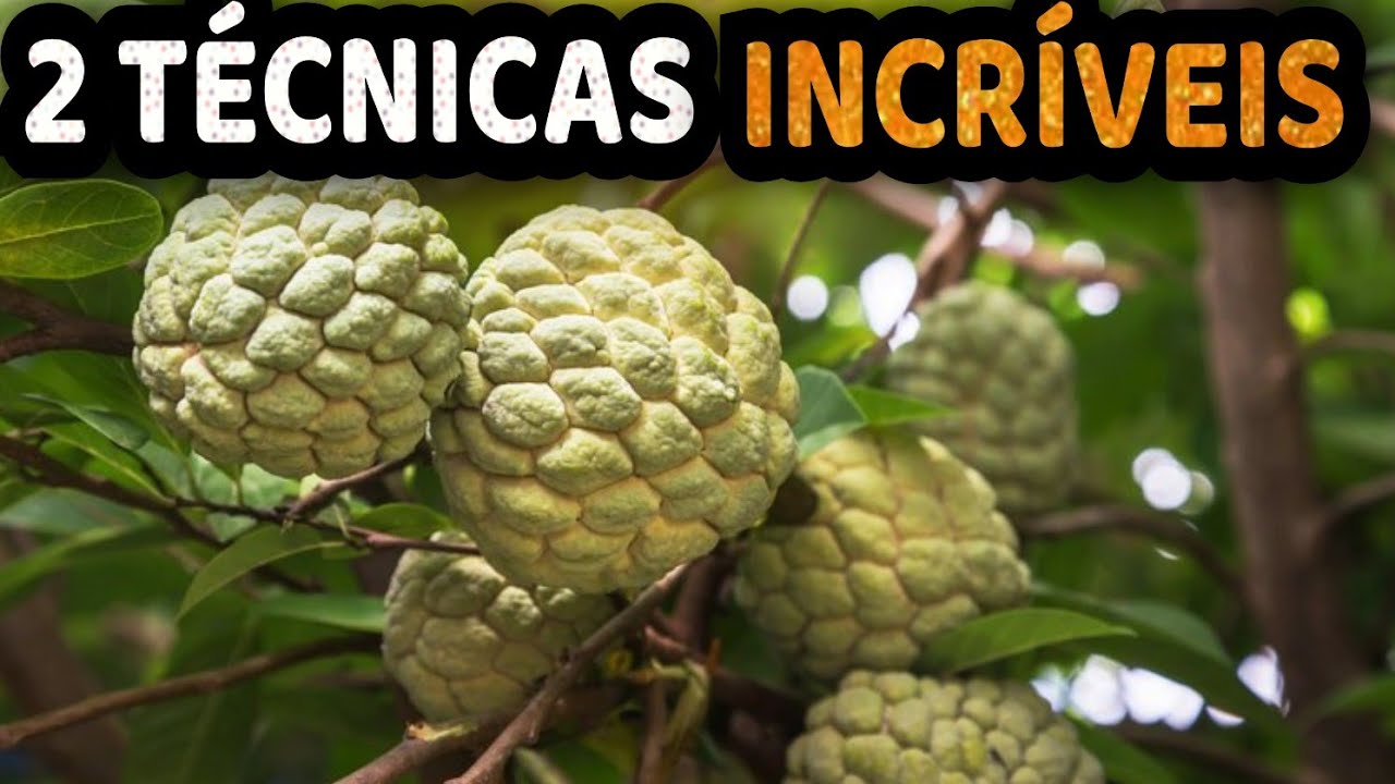 Faça Sua Planta Produzir Muito Mais Frutos — Sem Gastar Nada