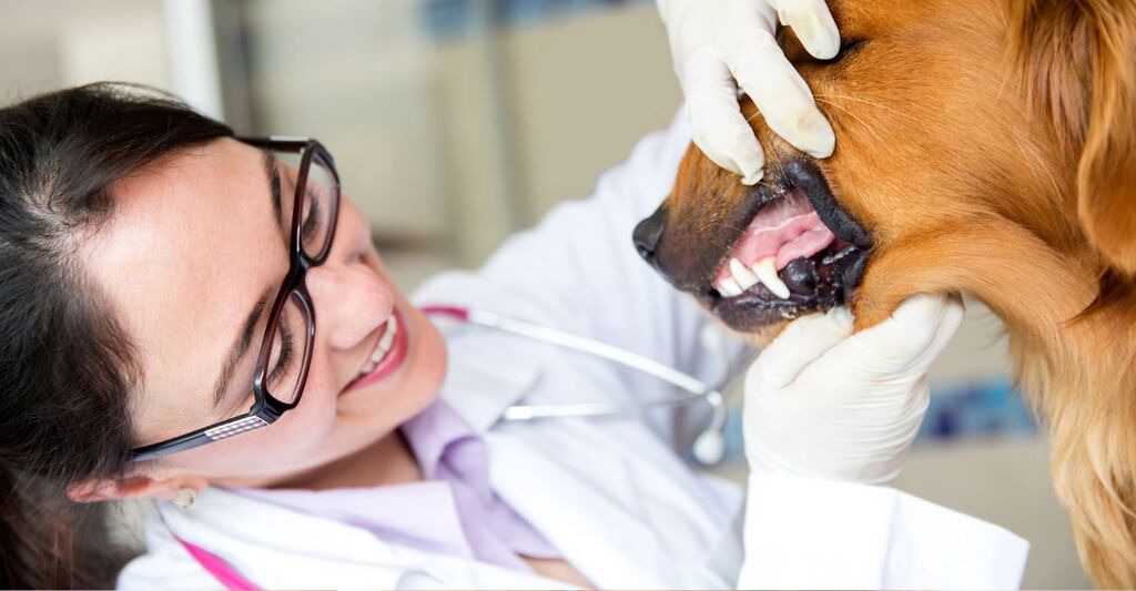 Gengive nere nel cane: da cosa dipende e quando preoccuparsi