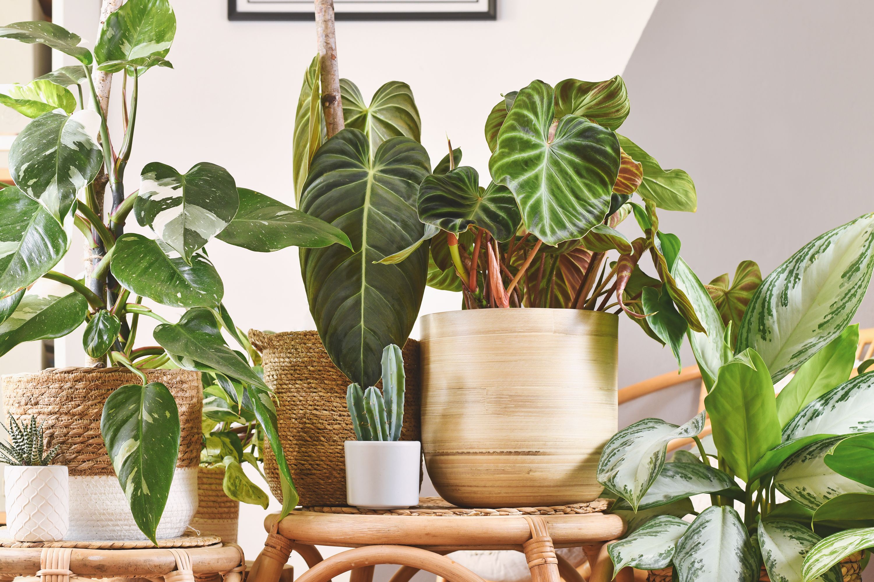 15 Expert-Approved Houseplants That Practically Care for Themselves