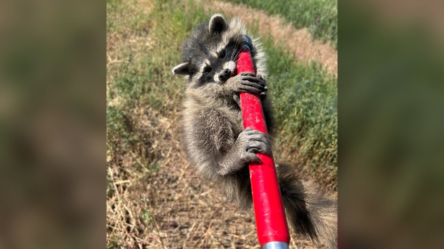 Photos: Baby raccoon rescued from truck’s engine compartment