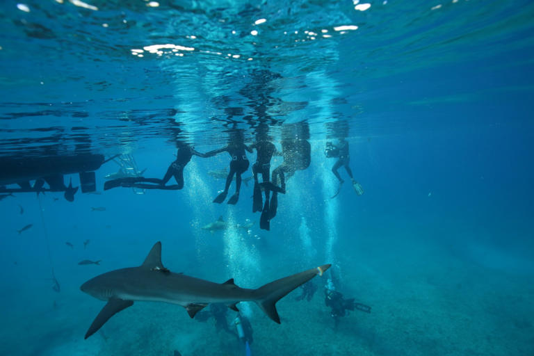 Seven thrilling shows to sink into for Shark Week