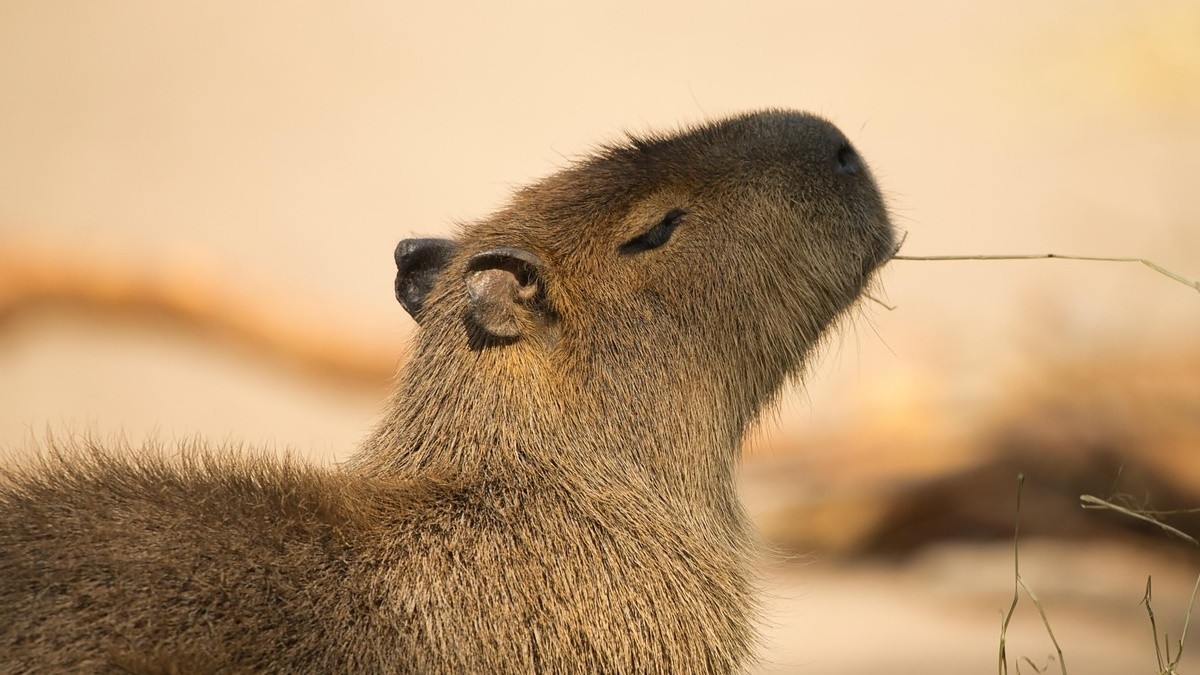 8 curiosidades del capibara que te harán amarlos todavía más
