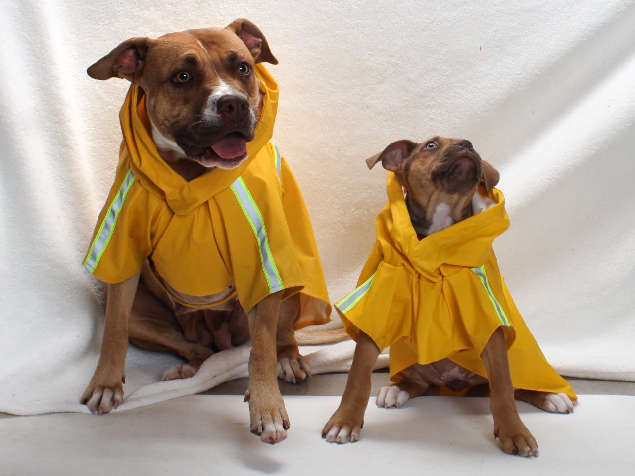 Adoptable Pets of the Week: Princess and Pea