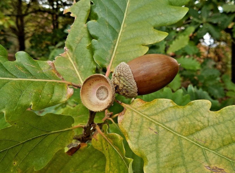 Guía completa del roble: características, cuidados, especies y curiosidades