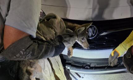 Lucky coyote gets help after being hit by car