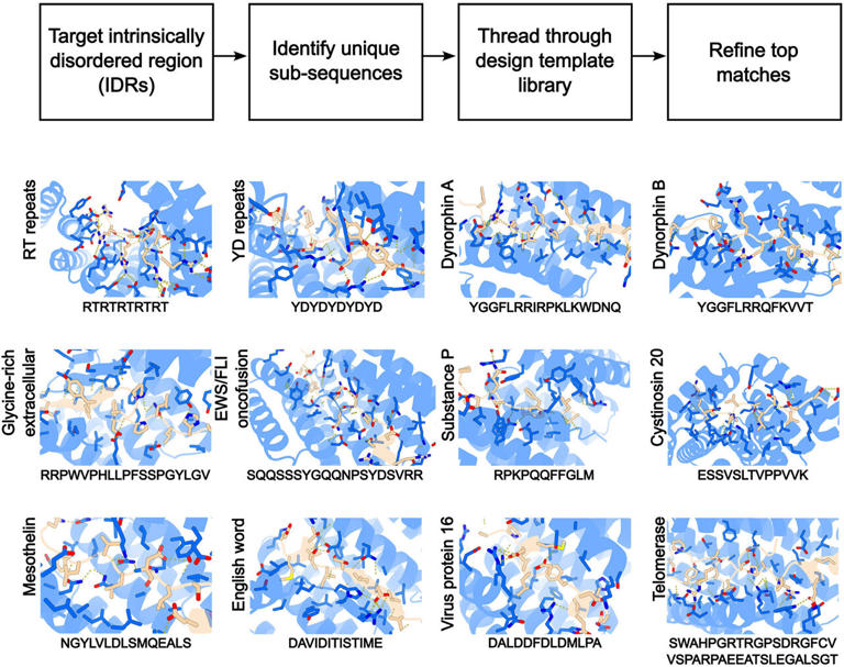 Novel method of targeting disordered proteins could herald a new era ...