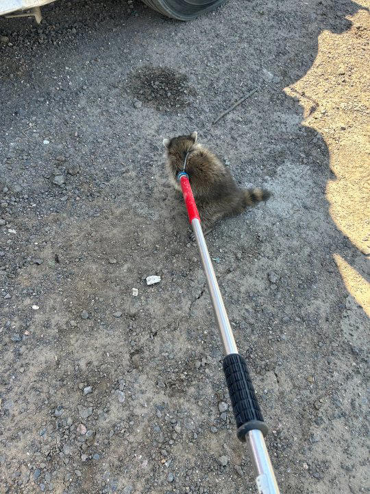 Photos: Baby raccoon rescued from truck’s engine compartment