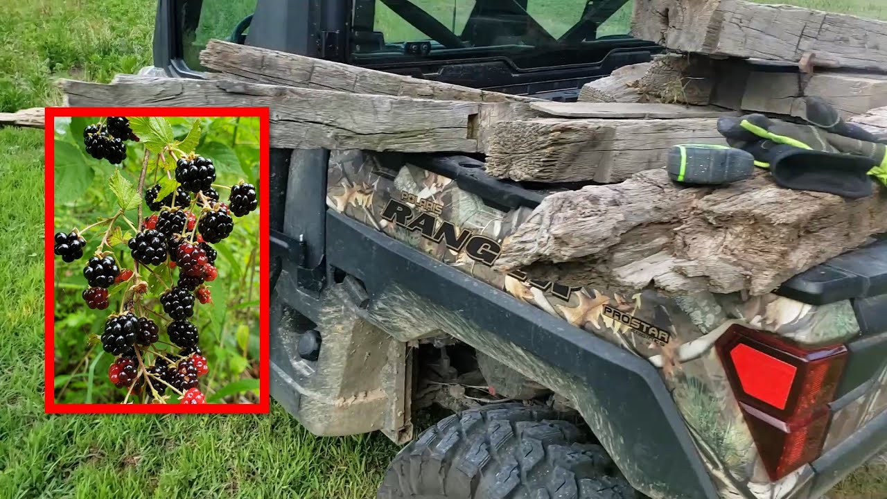 Modern Homesteading Vlog — Southern Illinois Farm Life