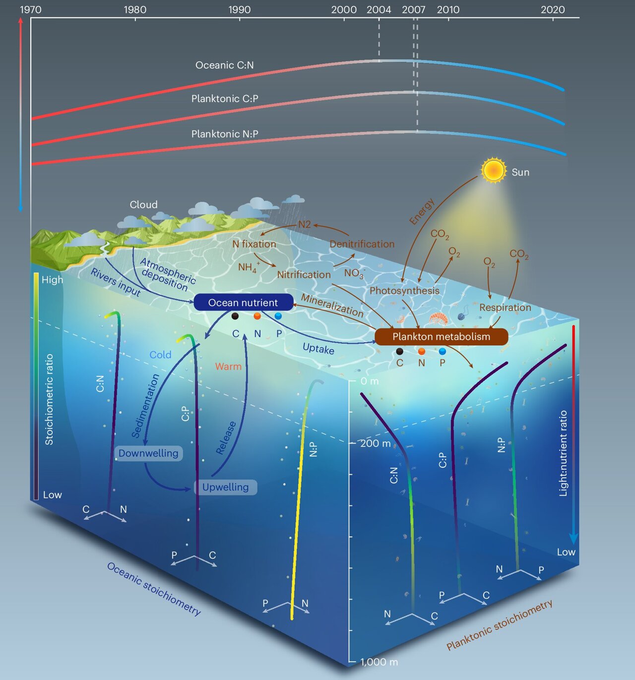 Ocean nutrient ratios shift, challenging the long-standing Redfield ...